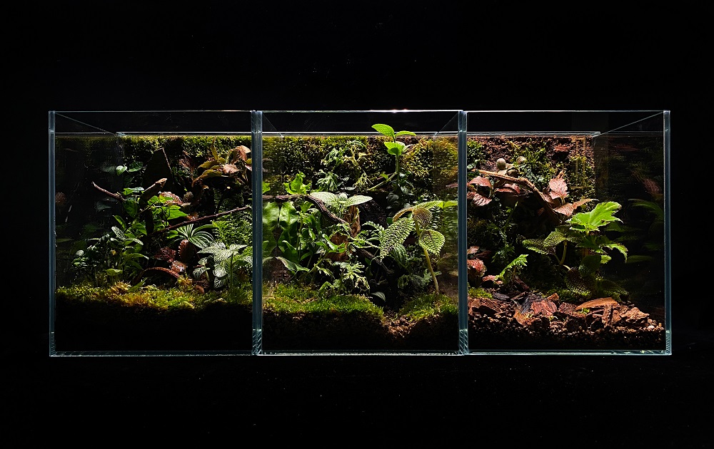 煙花蕨醒 Hanabi Plant 花卉作品如夢似幻！展現夏日植物生機，增添日常活力感｜TRAVELER Luxe旅人誌